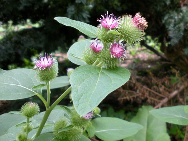 Burdock