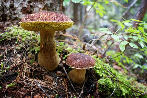 The Admirable Bolete