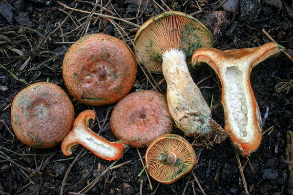 The Lactarius