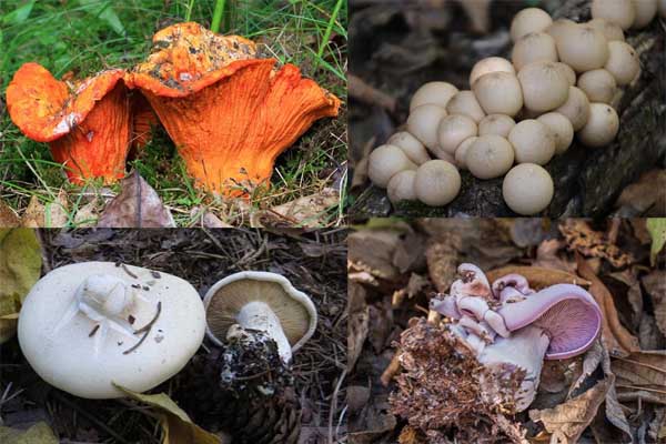 Mushrooms!