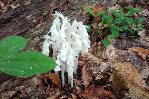 15 tickets available.