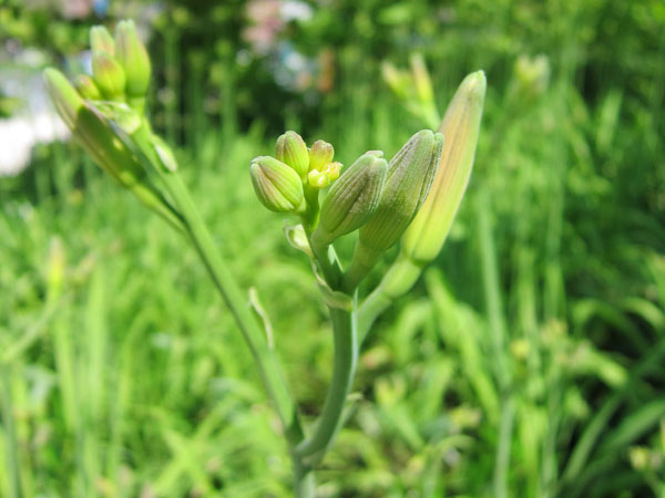 Day Lily Flower Buds